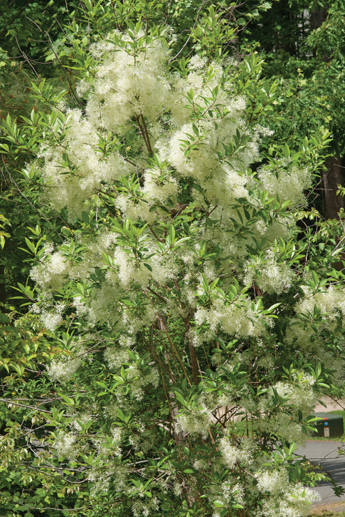 Fringe Gardening - Main & Broad