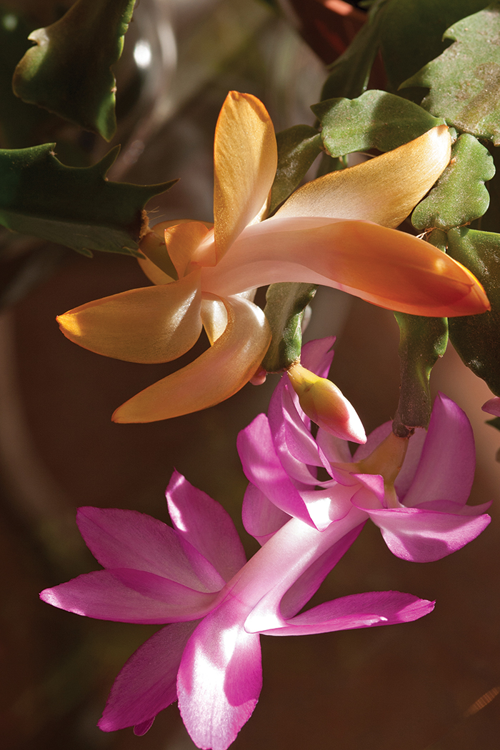 The Curious Case of the Christmas Cactus - Main & Broad