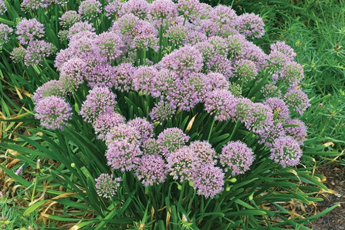 Grow & Bloom: ‘Millenium’ Allium: More Than a Spellcheck - Main & Broad