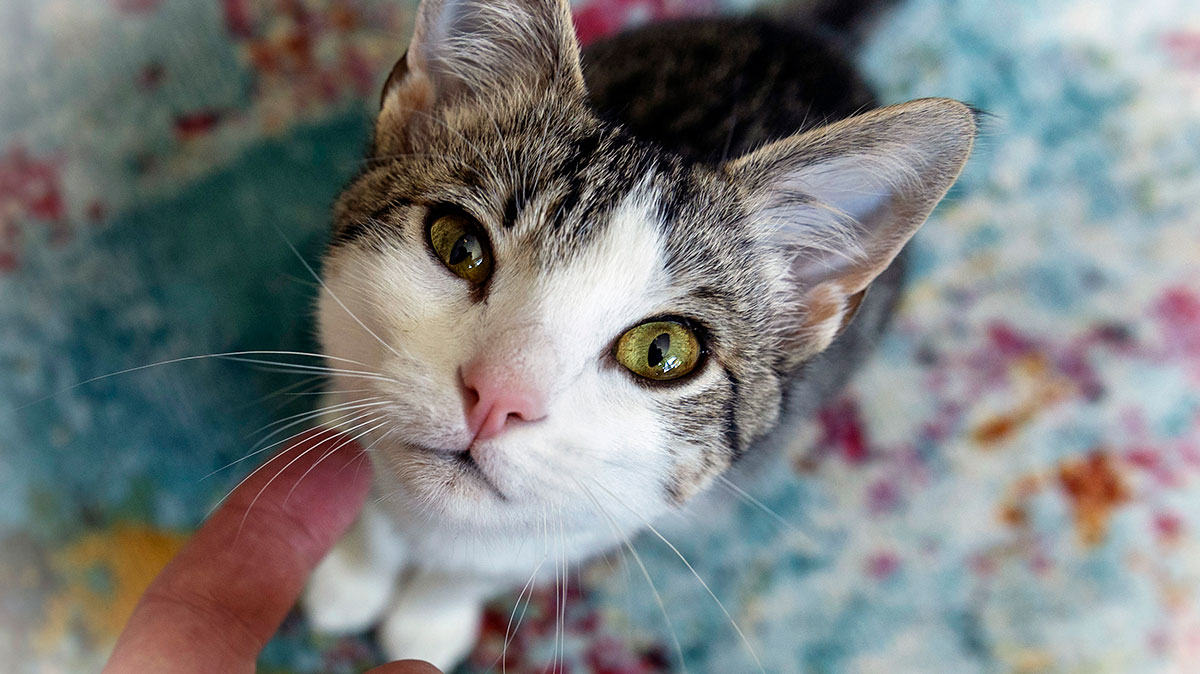 Finding the Right Meow - Main & Broad