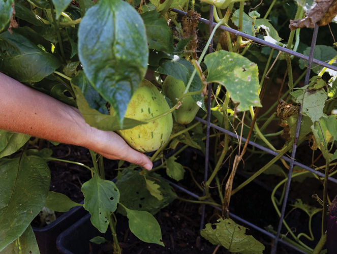 Meet & Greet: Brie the Plant Lady - Main & Broad